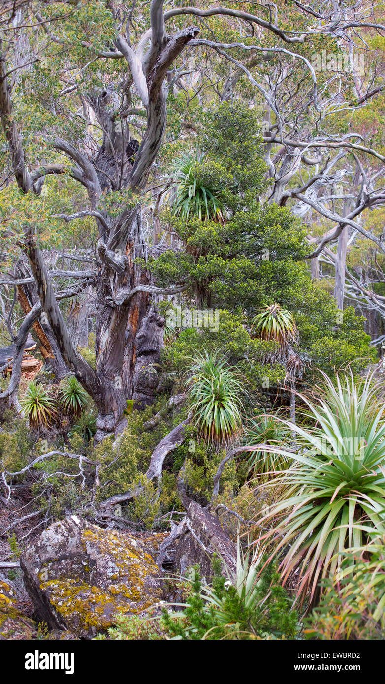 Pandani (Richea pandanifolia) in a subalpine woodland in Mount Field ...