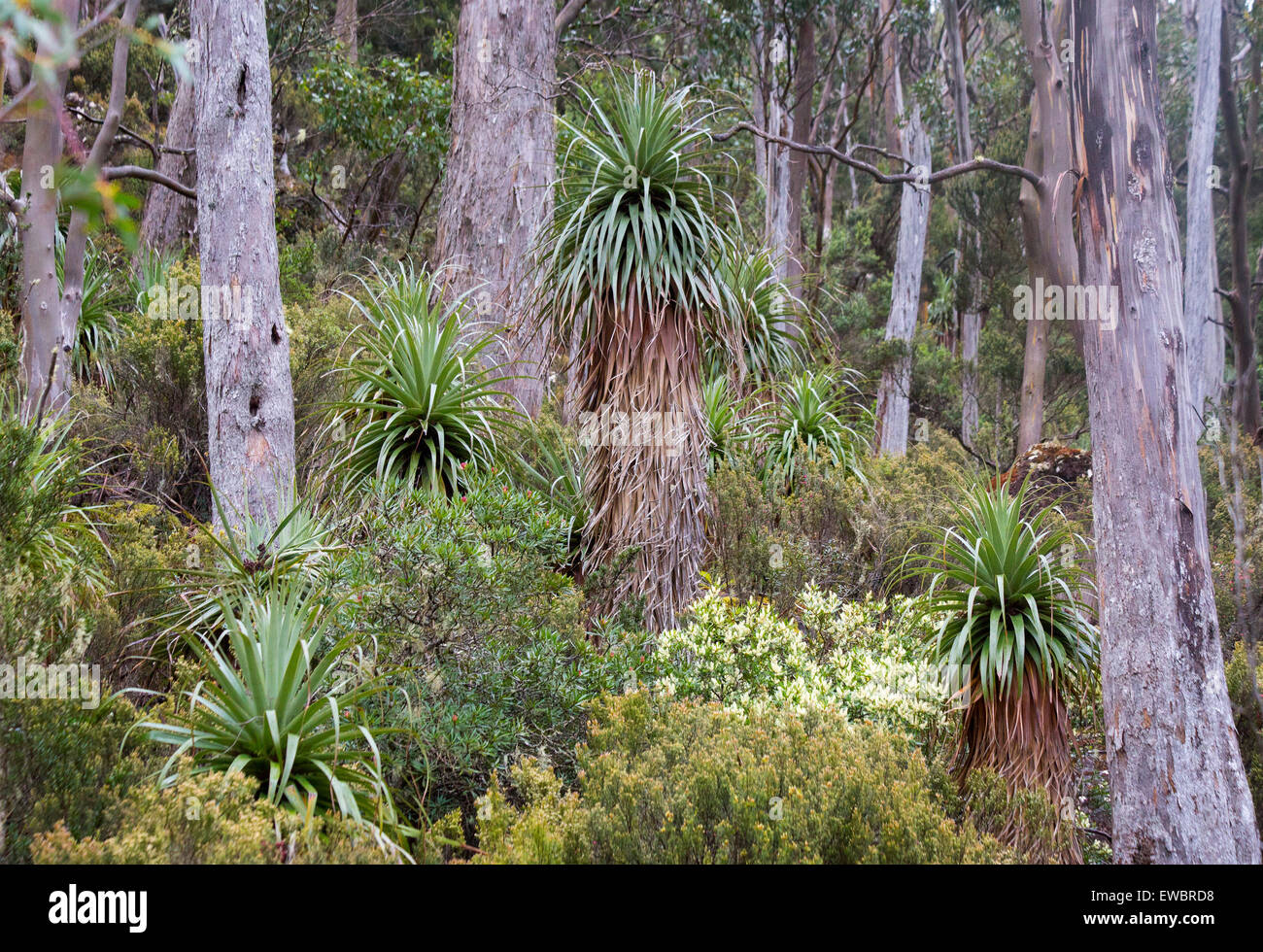 Pandani (Richea pandanifolia) in a subalpine woodland in Mount Field ...