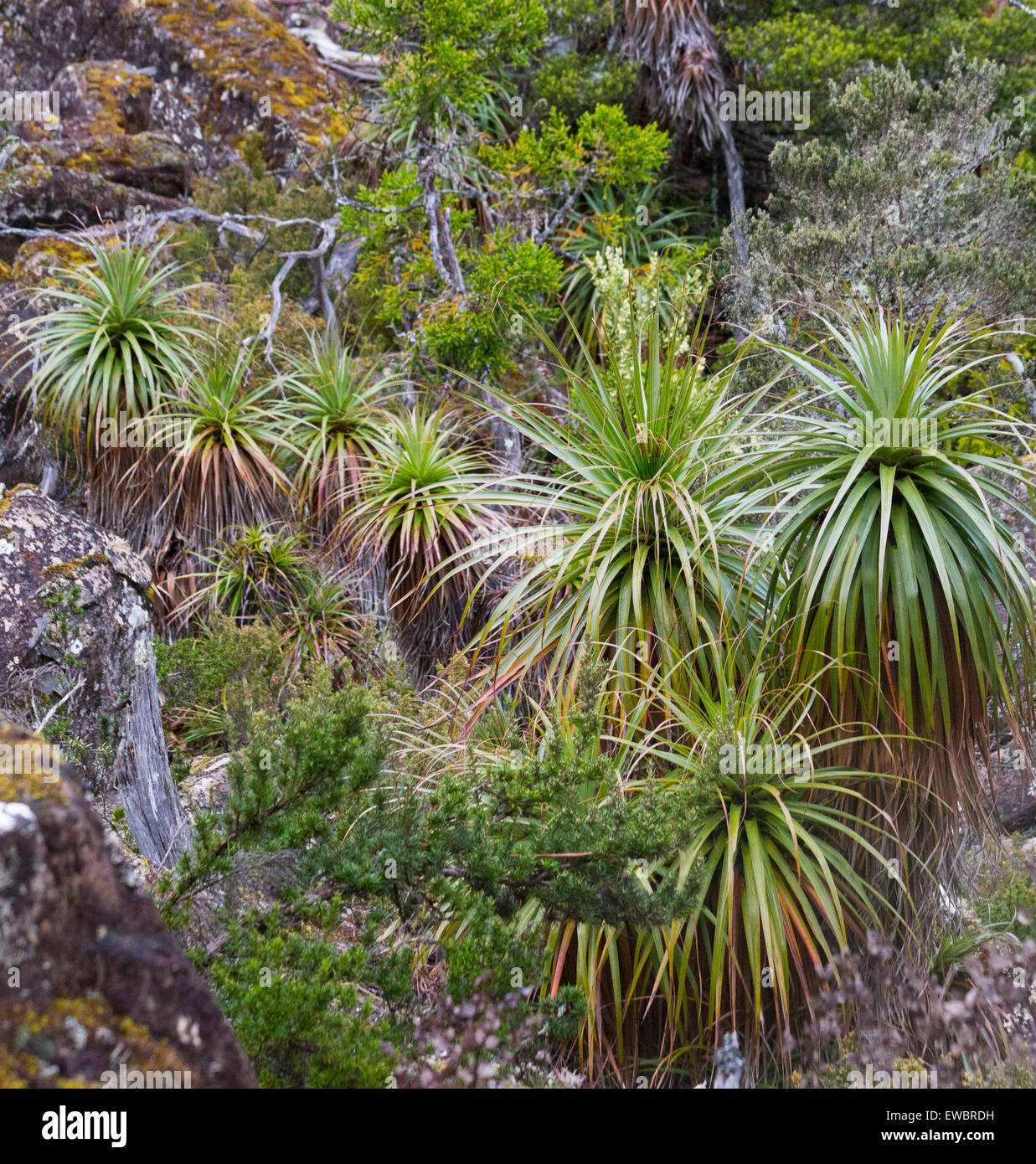 Pandani (Richea pandanifolia) in a subalpine woodland in Mount Field ...