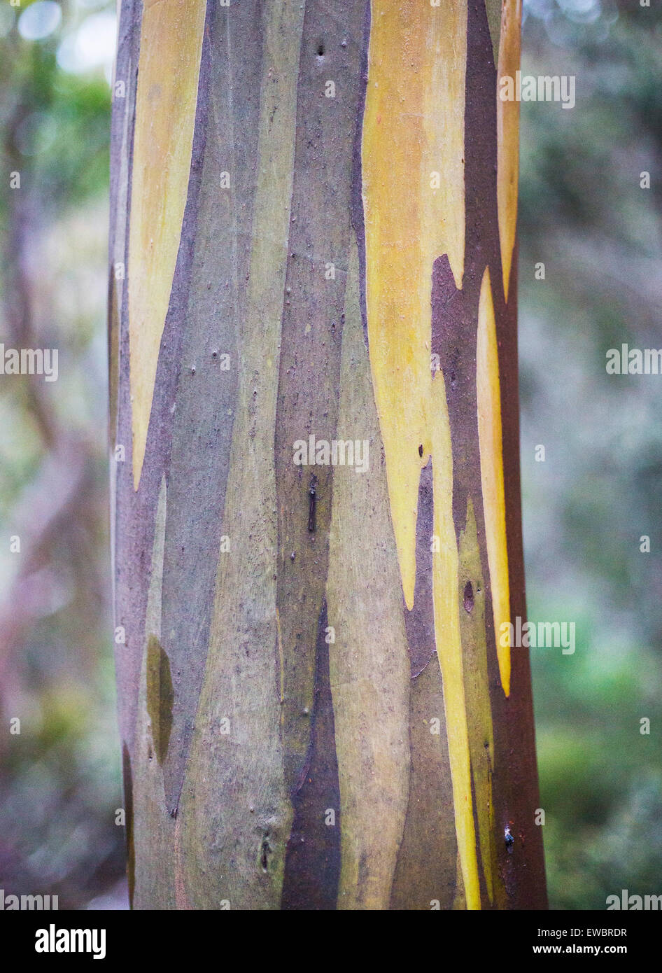 Alpine yellow gum eucalyptus subcrenulata hi-res stock photography and ...
