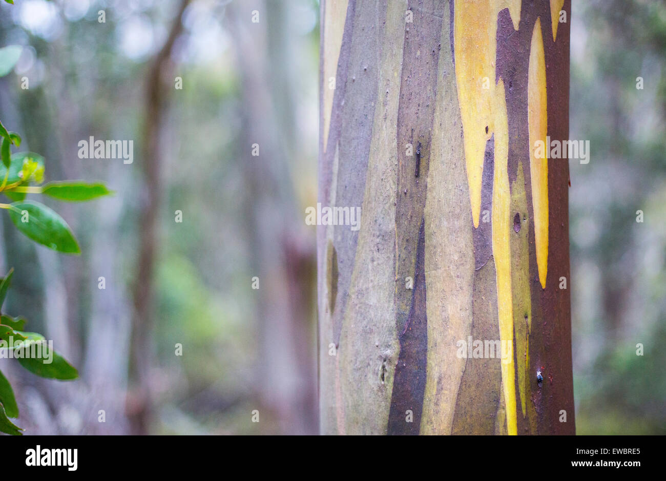 Pattern and colour on the bark of a Alpine Yellow Gum (Eucalyptus ...
