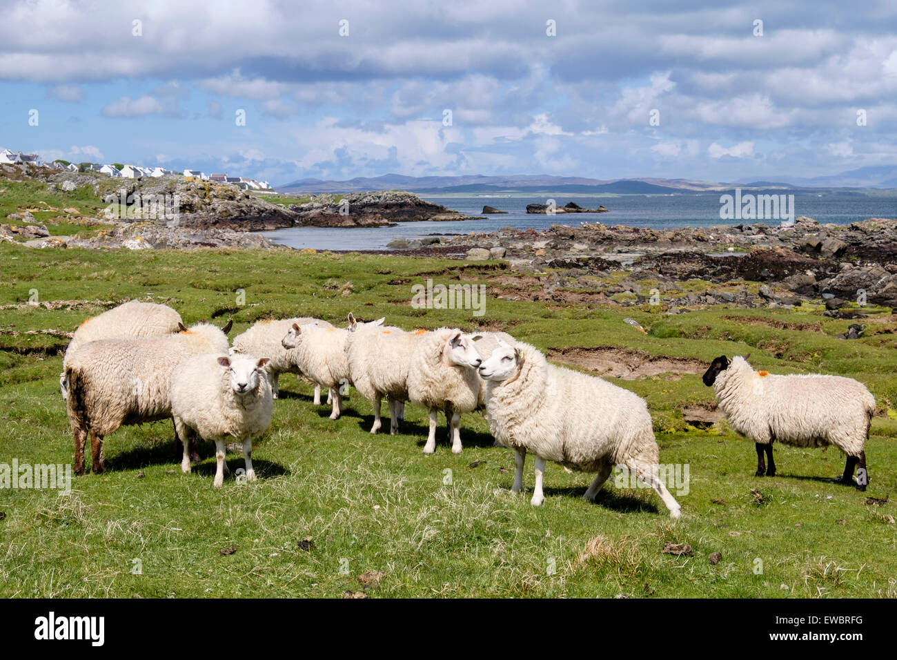 Saltmarsh sheep grazing on coastal grassland with view to Port ...