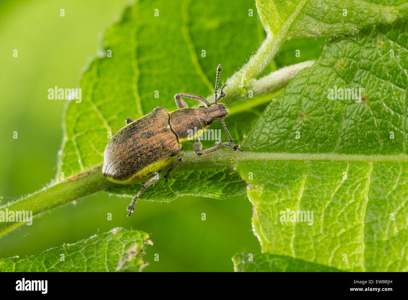 Weevils hi-res stock photography and images - Alamy