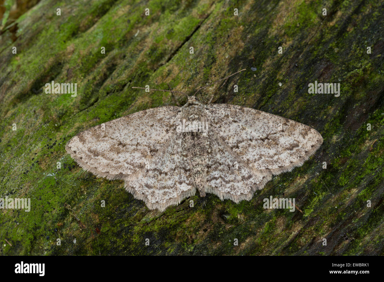 Hieroglyphic moth hi-res stock photography and images - Alamy