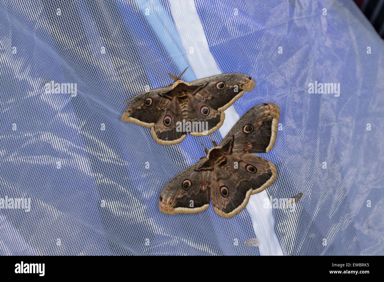 Large Emperor Moth, Giant Peacock Moth, male, Großes Nachtpfauenauge ...