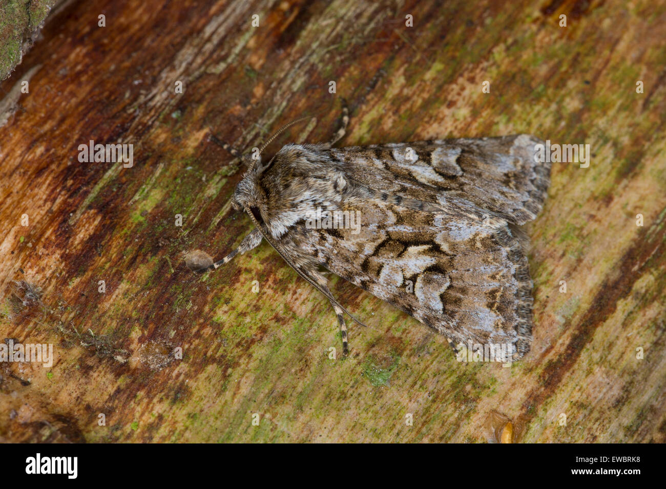 Shears, Zahneule, Hada plebeja, Mamestra dentina, Phalaena nana, Noctua ...