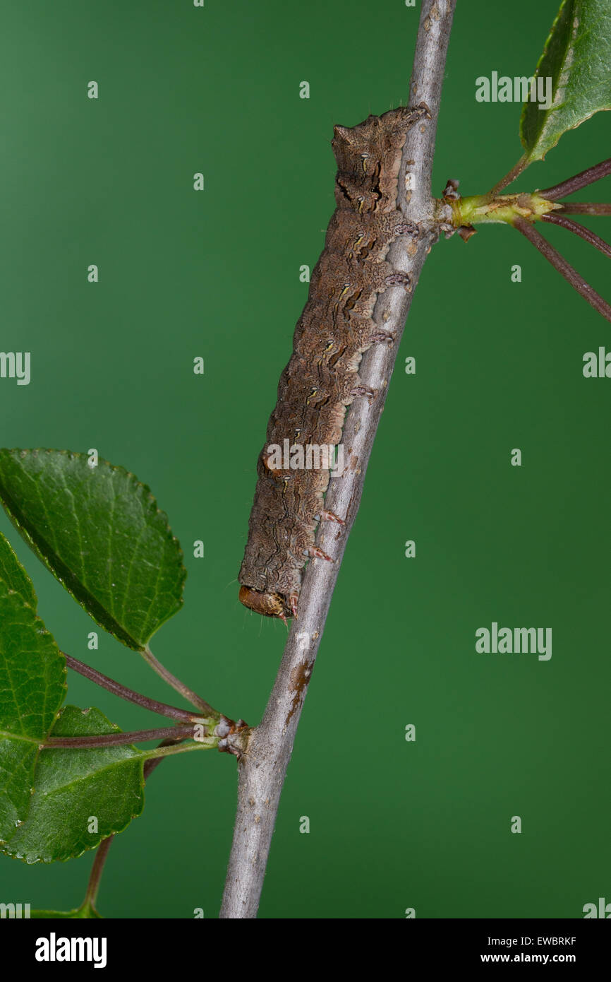 Green-brindled Crescent, caterpillar, Weißdorn-Eule, Weißdorneule ...