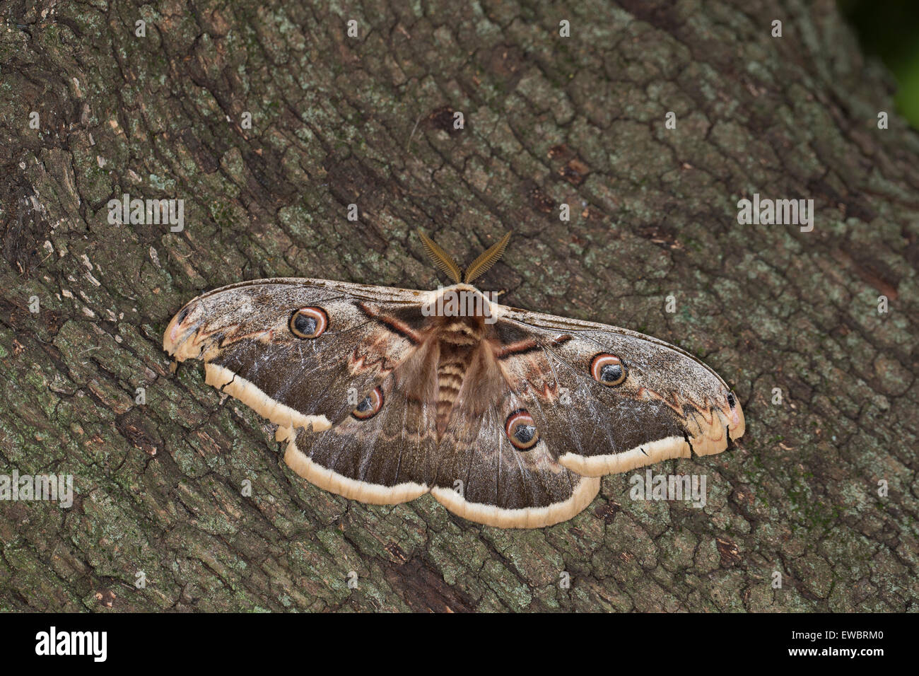 Giant peacock moth hi-res stock photography and images - Alamy
