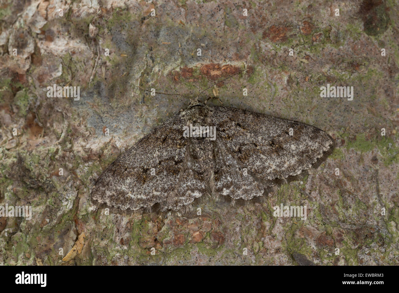 Hieroglyphic moths hi-res stock photography and images - Alamy