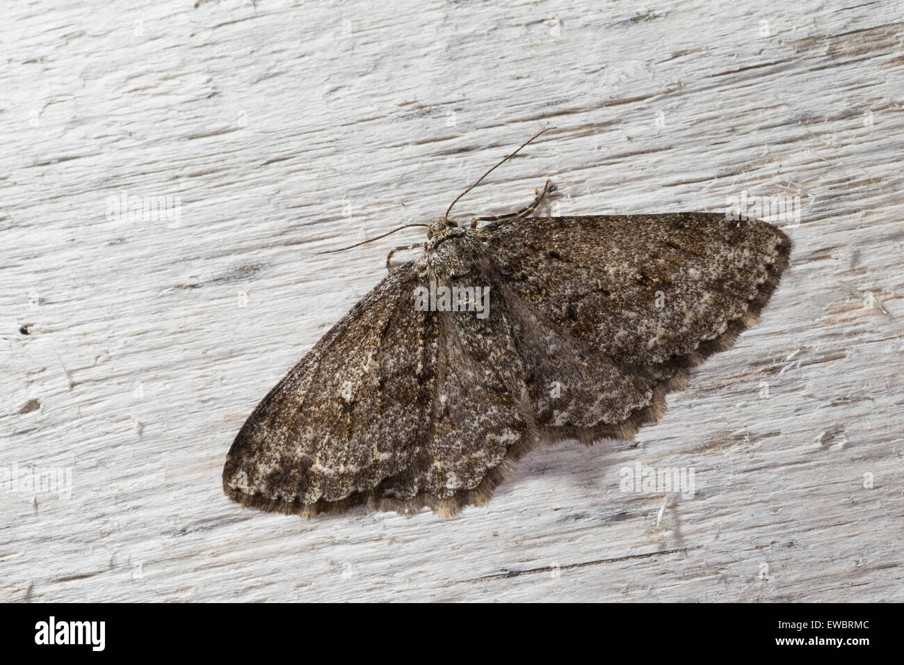Small Engrailed, hieroglyphic moth, Zackenbindiger Rindenspanner ...