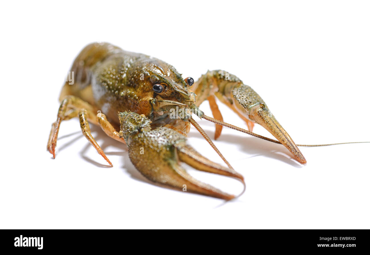 Live crayfish close up on a white background Stock Photo - Alamy