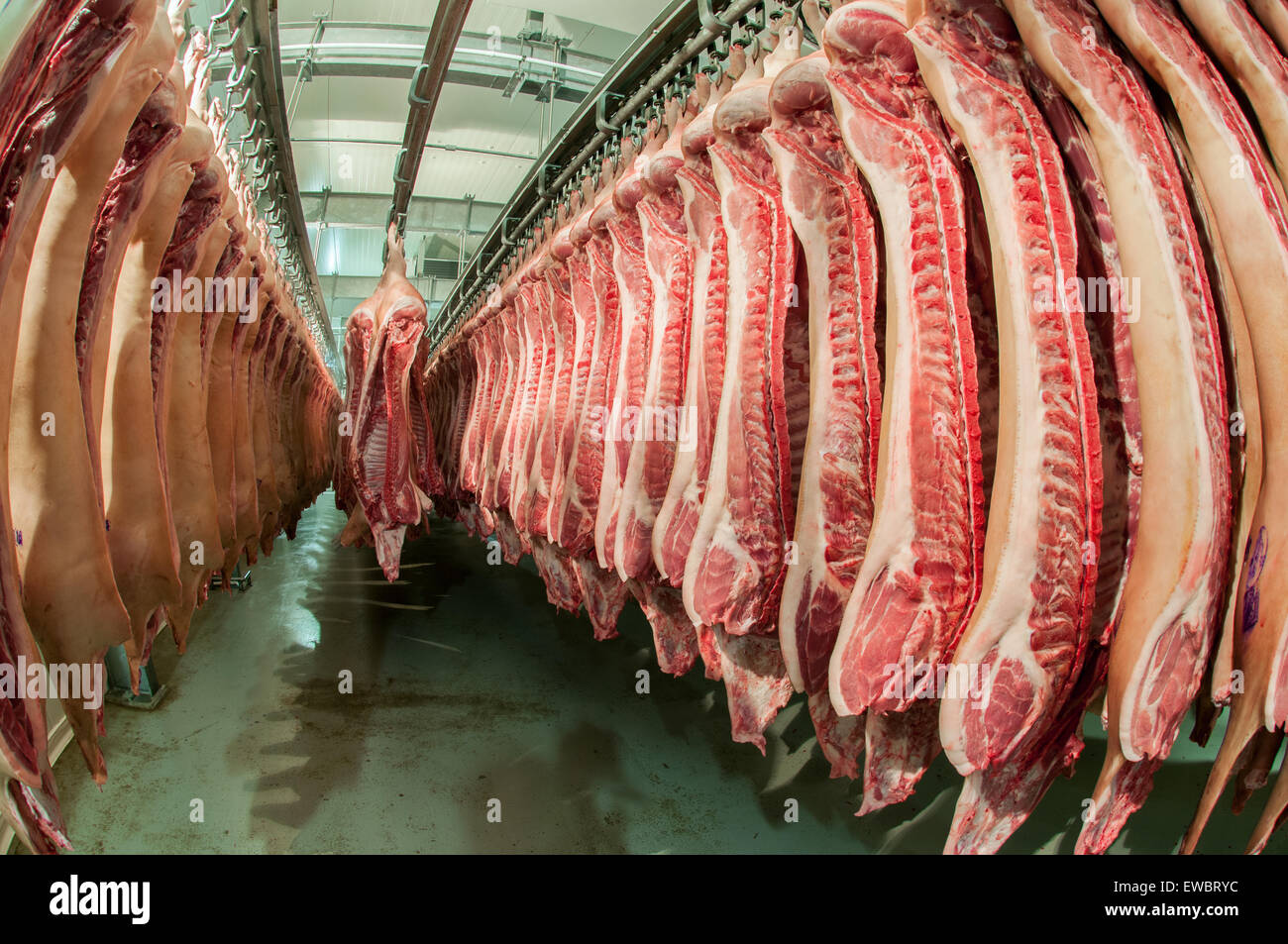 Pig meat cuts hi-res stock photography and images - Alamy