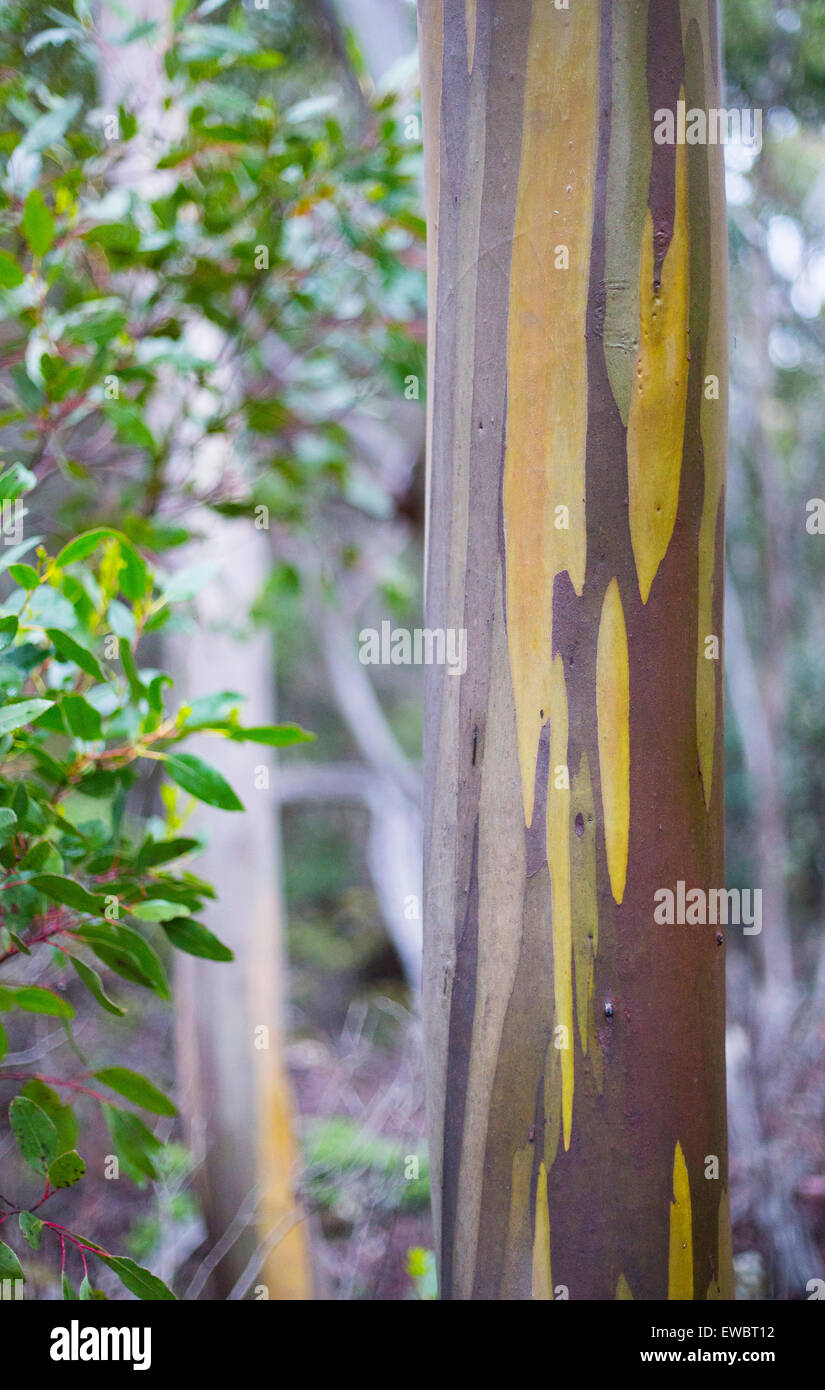 Pattern and colour on the bark of a Alpine Yellow Gum (Eucalyptus ...