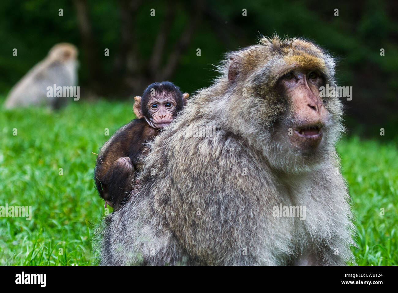 Young monkey clinging to its mother hi-res stock photography and images ...