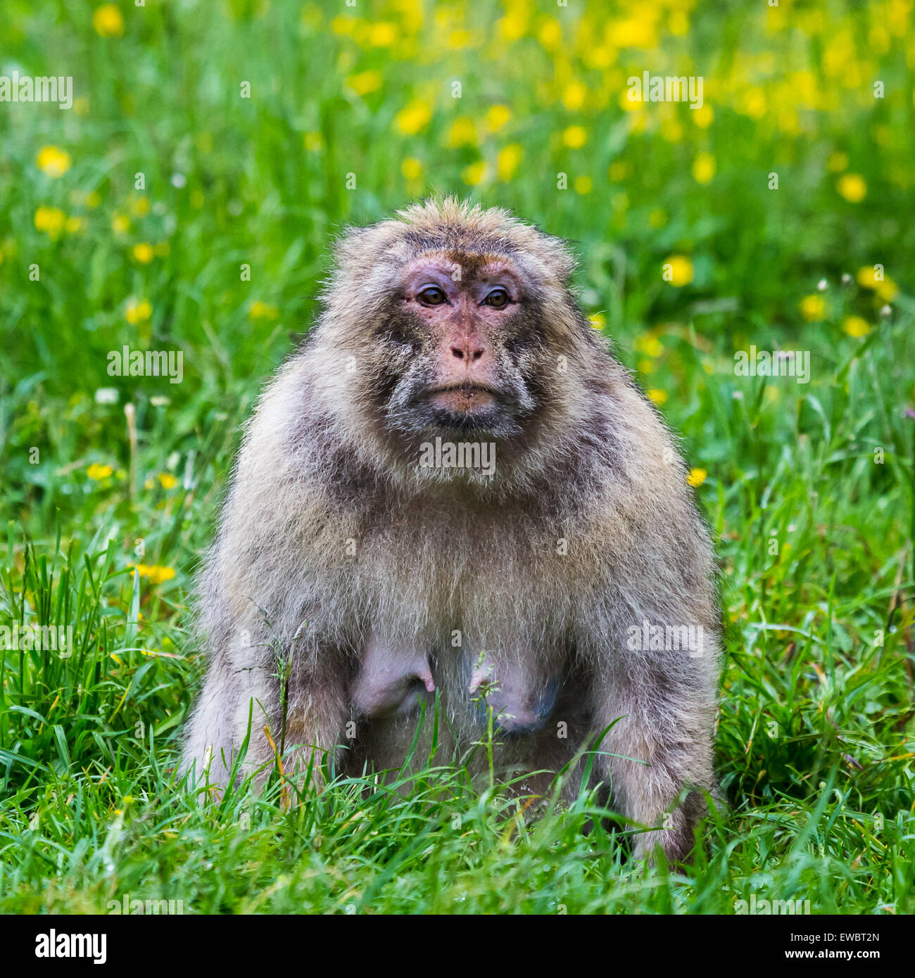 Barbary macaque in front of some colourful buttercups Stock Photo - Alamy