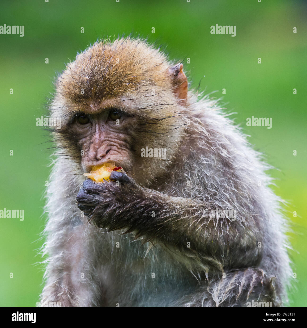 Barbary macaques monkey forest trentham hi-res stock photography and ...