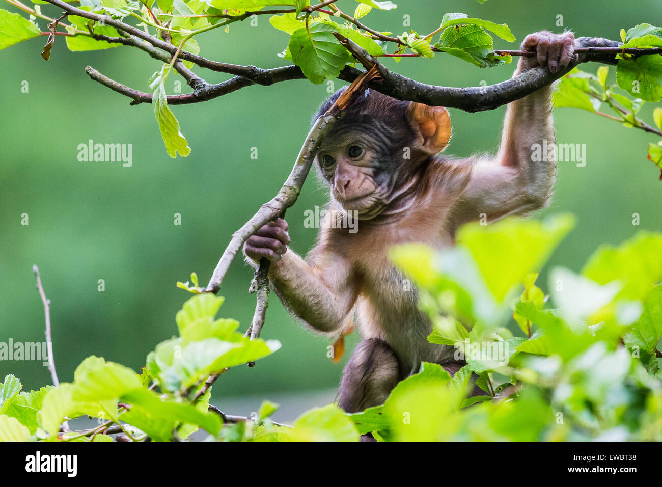 Baby Barbary macaque playing up in a tree Stock Photo - Alamy