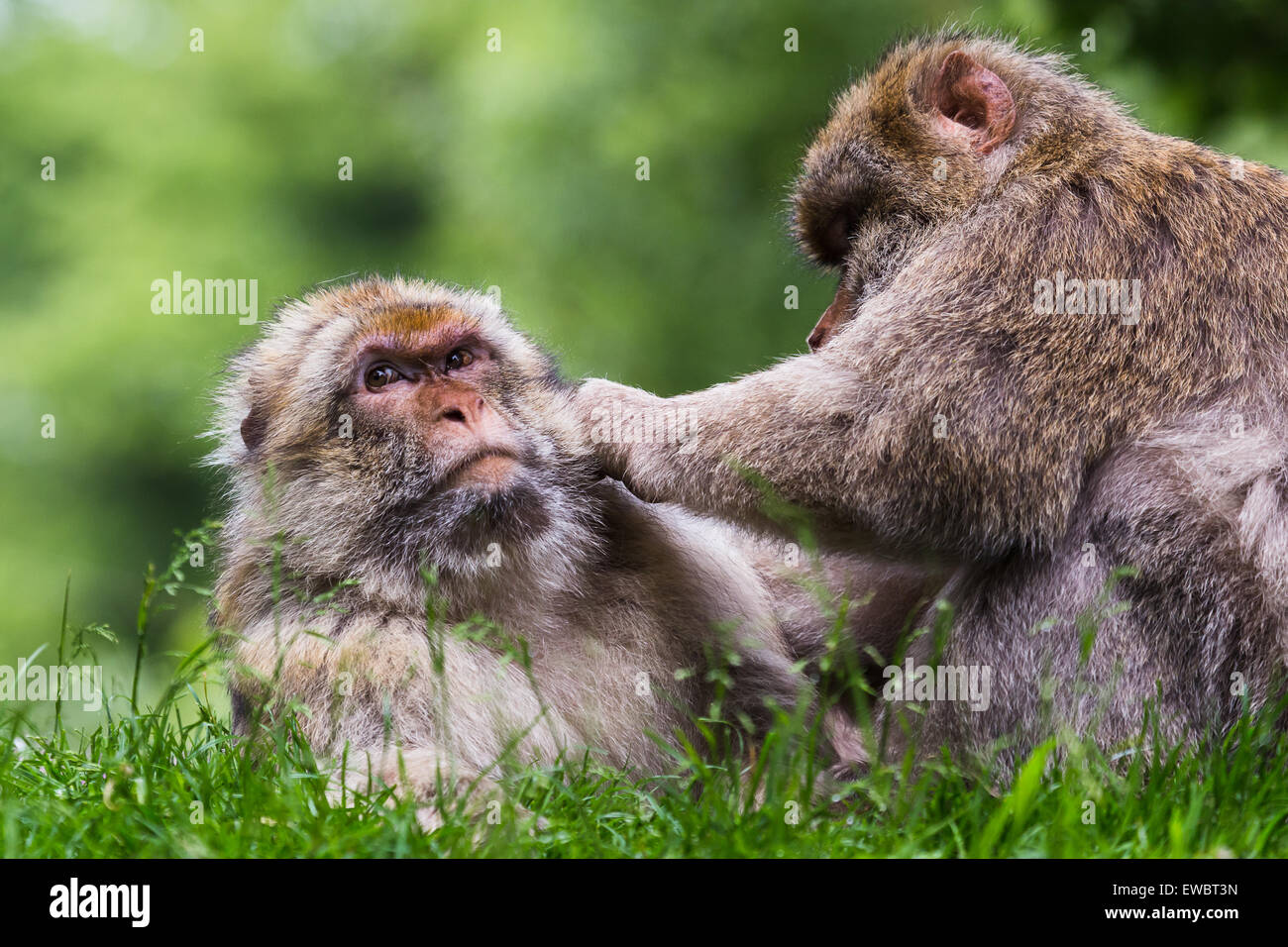 Adult Barbary macaque grooming one another in the long grass Stock ...