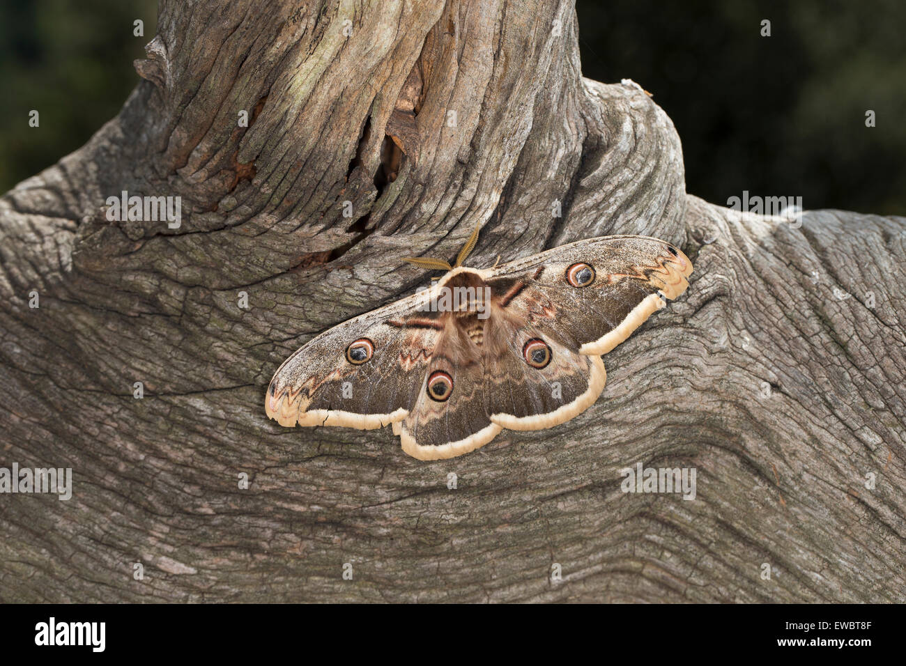 Large Emperor Moth, Giant Peacock Moth, male, Großes Nachtpfauenauge ...