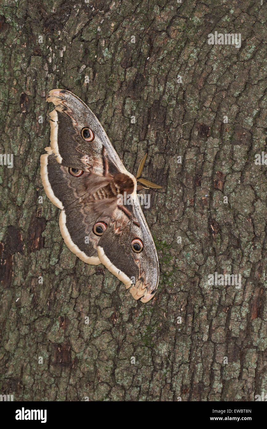 Large Emperor Moth, Giant Peacock Moth, male, Großes Nachtpfauenauge ...