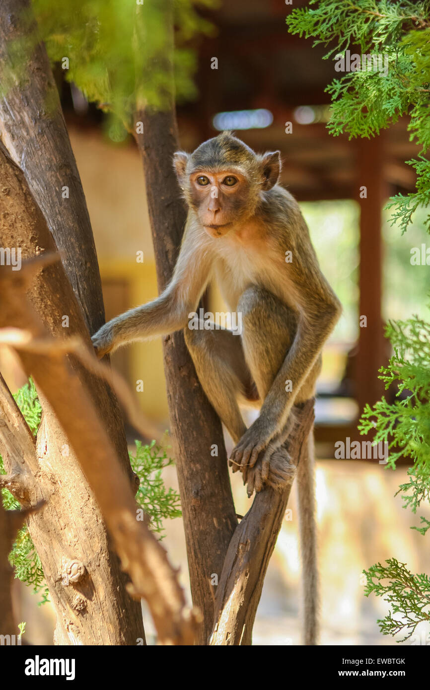 Tree conglomeration hi-res stock photography and images - Alamy