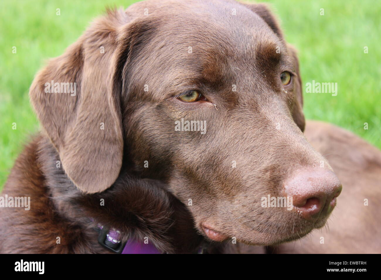 Brown lab dog hi-res stock photography and images - Alamy