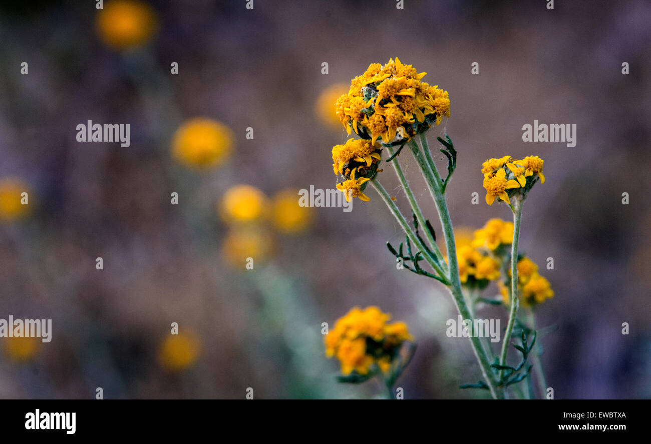 Golden yarrow wildflower, Rancho San Antonio County Park, California ...