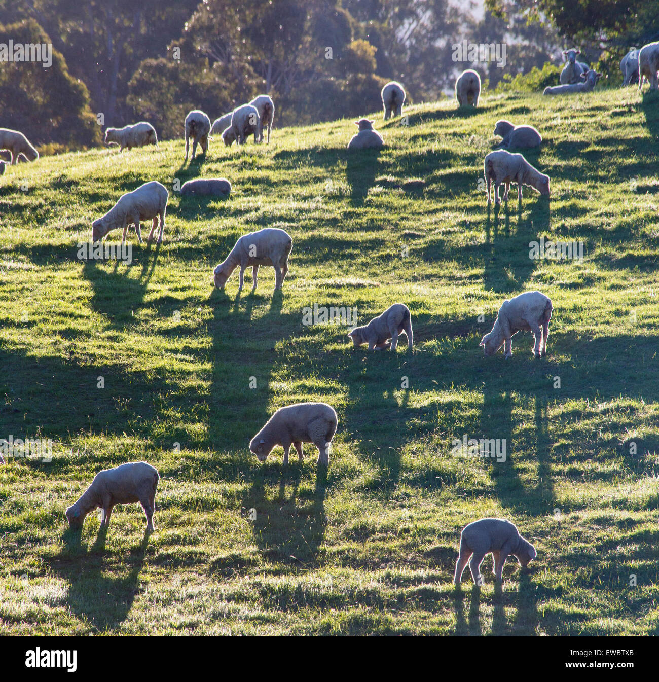 Sheared sheep hi-res stock photography and images - Alamy