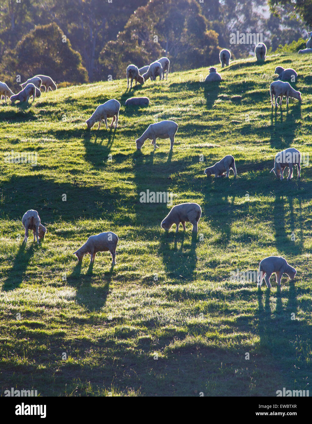 Sheared sheep grazing on a hillside in Tasmania Stock Photo - Alamy