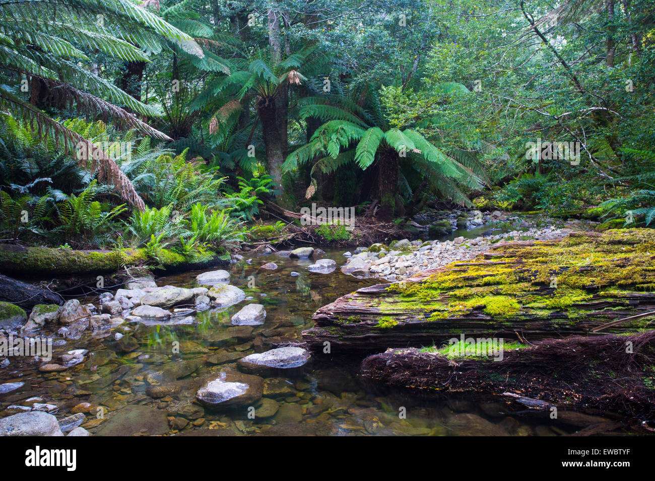 Stream flowing through a lush temperate rainforest, Tasmania, Australia ...