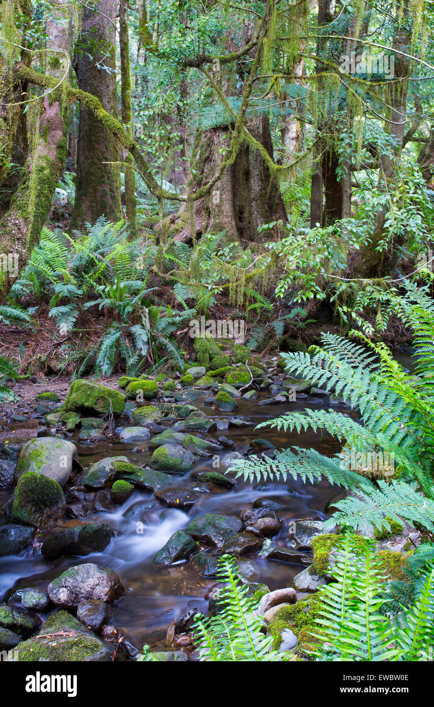 Lush temperate rainforest hi-res stock photography and images - Alamy