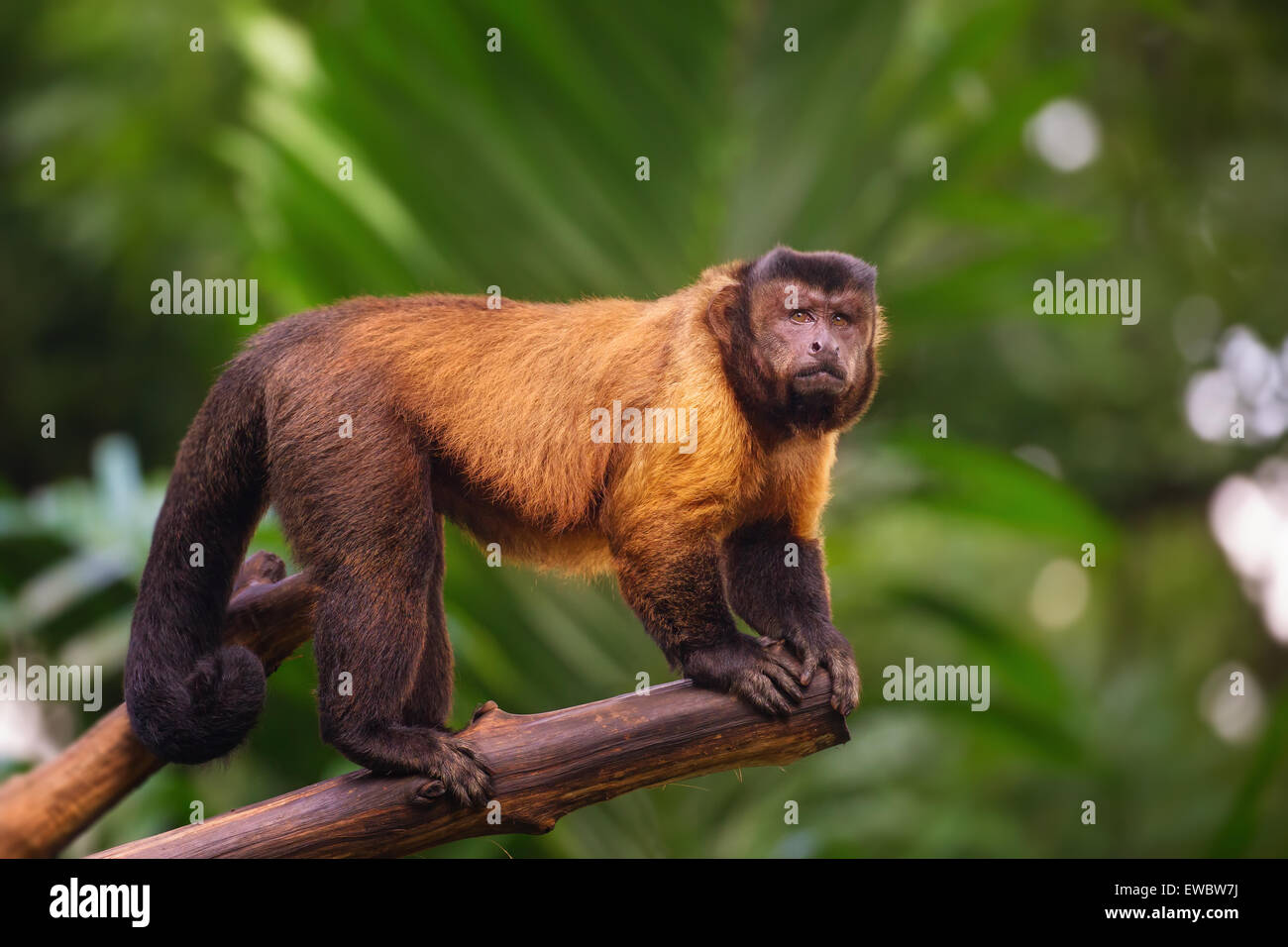 Brown Capuchin Monkey