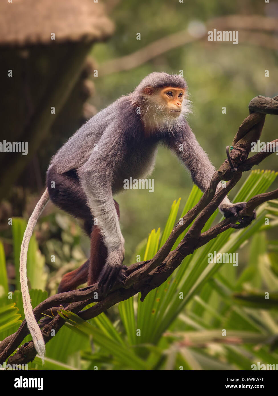 Multi-coloured monkey with orange-coloured face , Douc Langur ...