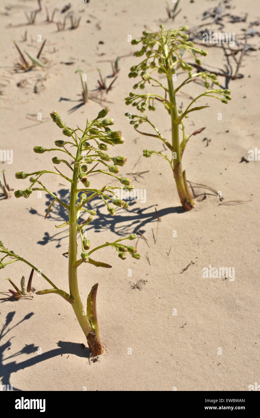 The flower on the sand. Spring plant with buds casts a shadow on the ...