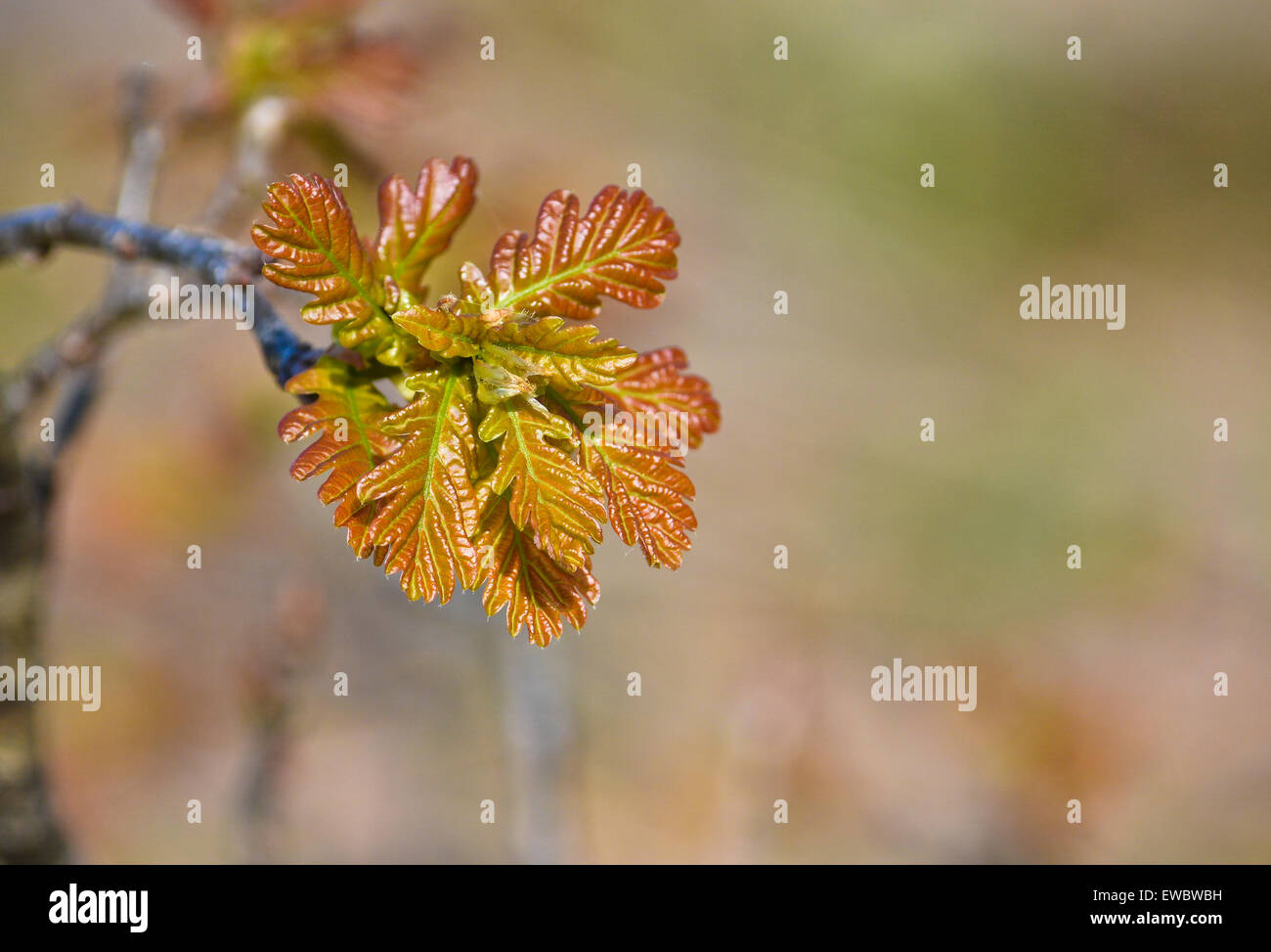 Oak leaves in may. The freshness of the first spring leaves in the ...