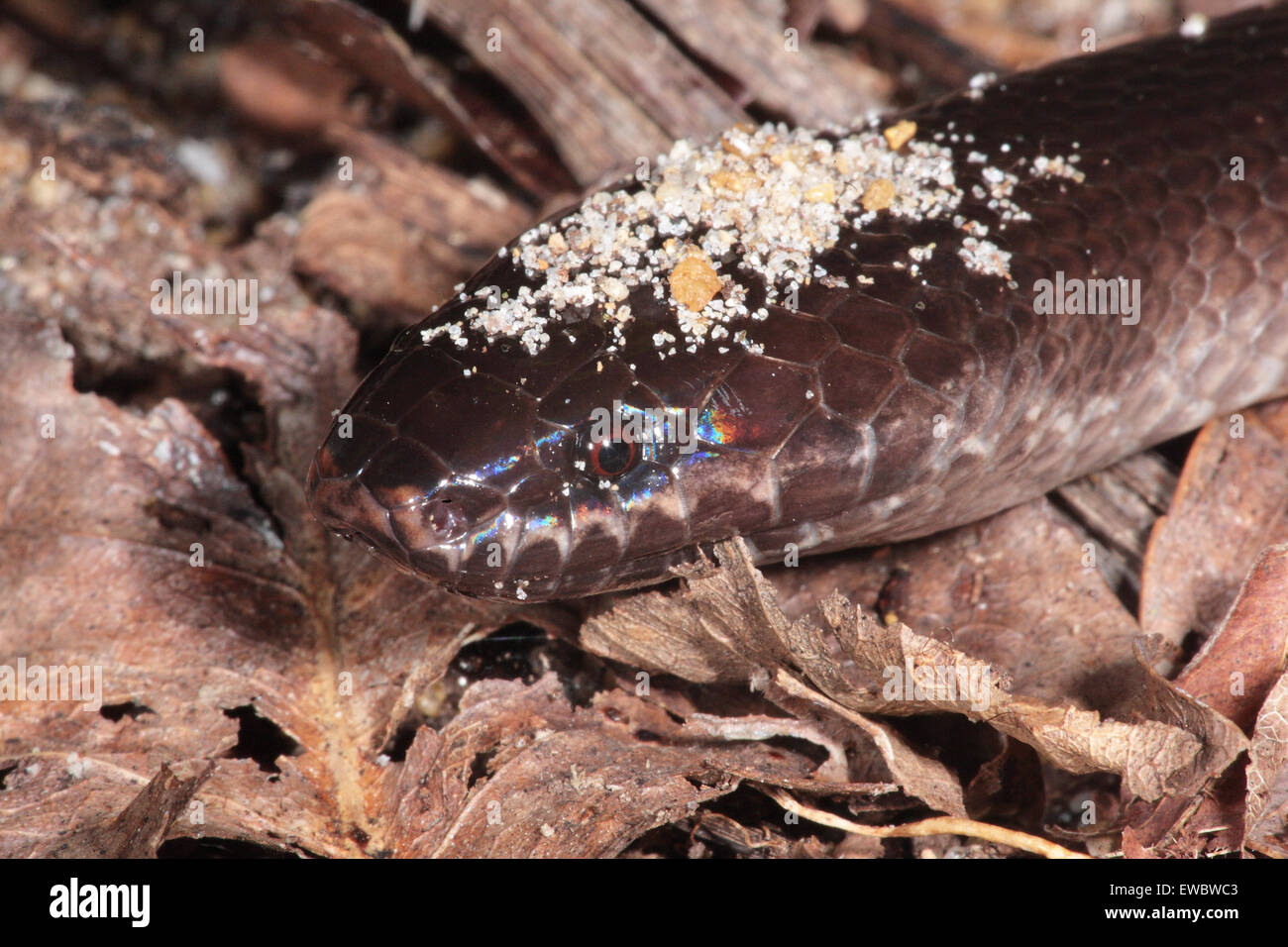 Close-up of head of Night Brook Snake, (Pseudoxyrhopus heterurus), Nosy ...