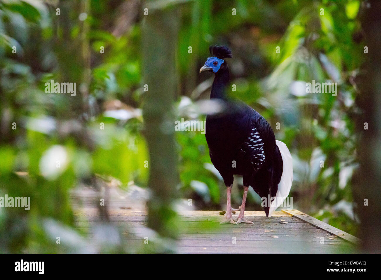 Male Crested Fireback (Lophura ignita) pheasant, Taman Negara National ...