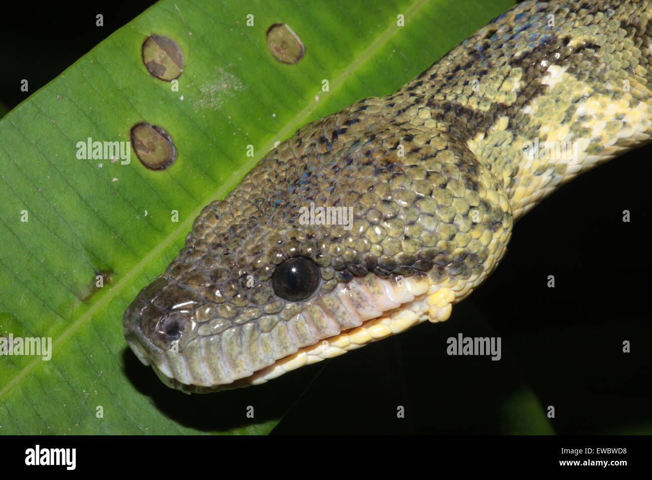 Close-up of head of Madagascar Tree Boa (Sanzinia madagascariensis ...