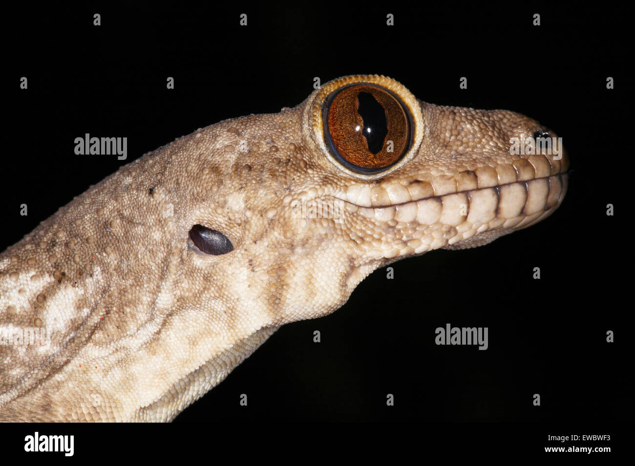 Blaesodactylus boivini blaesodactylus boivini hi-res stock photography ...