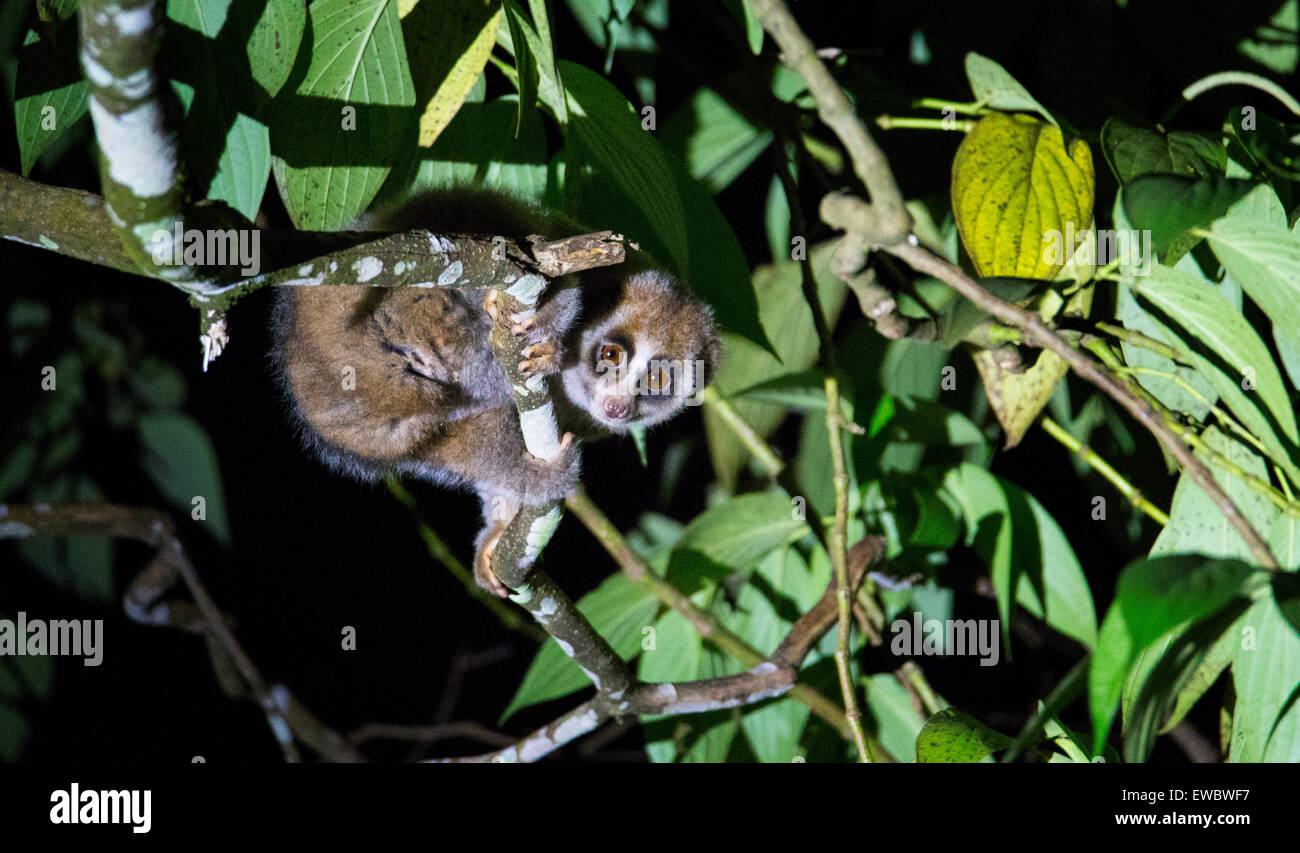 Loris animal forest mammal monkey nature nocturnal rainforest wildlife ...