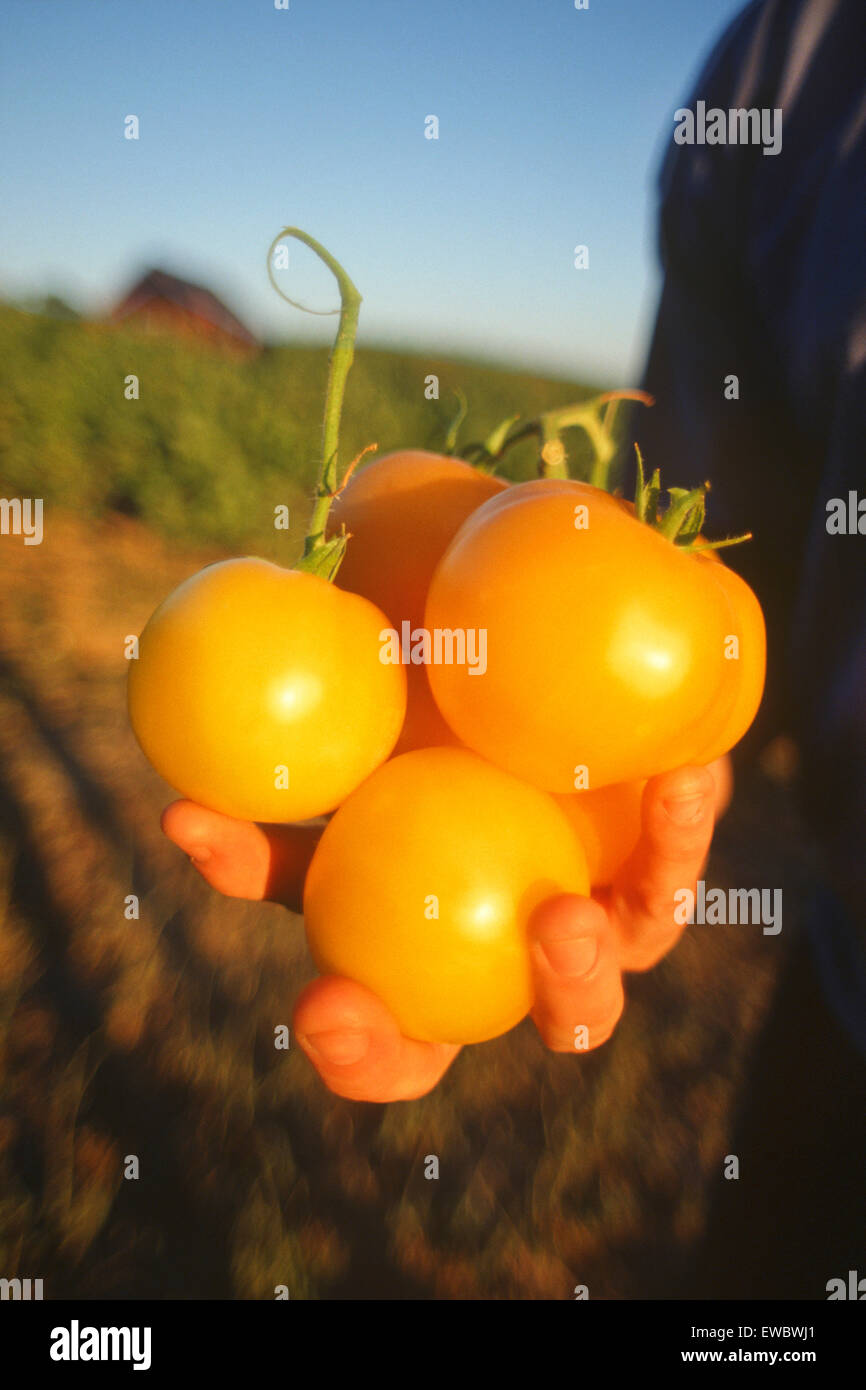 A chef holds a handful of ripe yellow tomatoes Stock Photo - Alamy