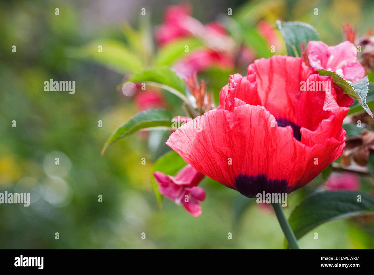 Garden red poppy hi-res stock photography and images - Alamy