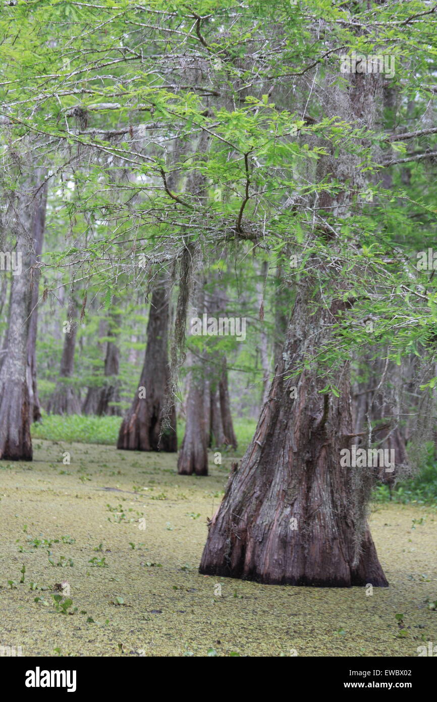Lake martin cypress trees swamp hi-res stock photography and images - Alamy