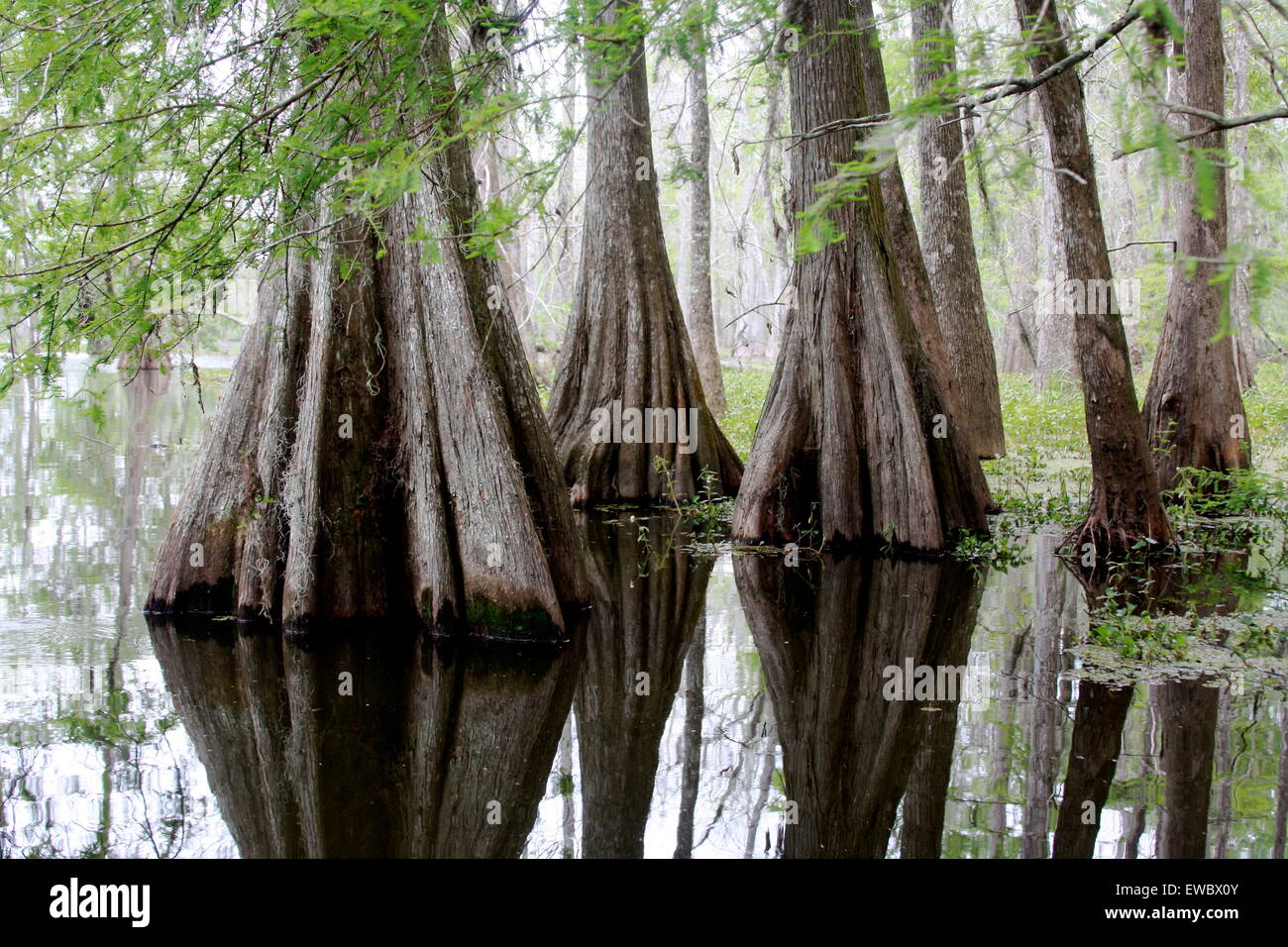 Trees in bayou hi-res stock photography and images - Alamy