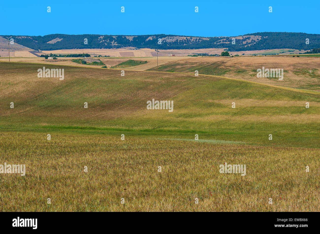 Italy Apulia Country in Province of Bari Stock Photo - Alamy