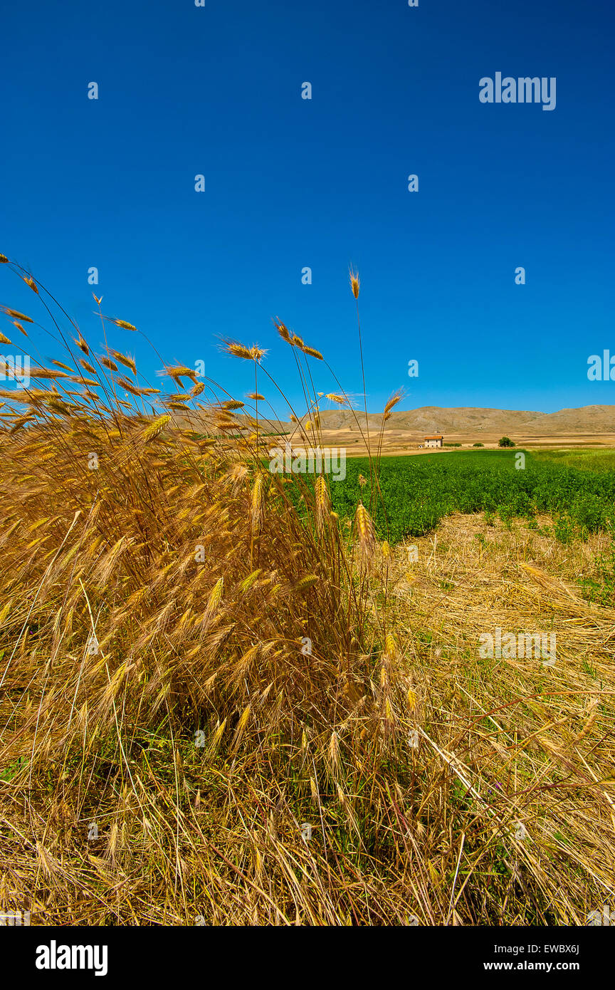 Italy Apulia Country in Province of Bari Stock Photo - Alamy