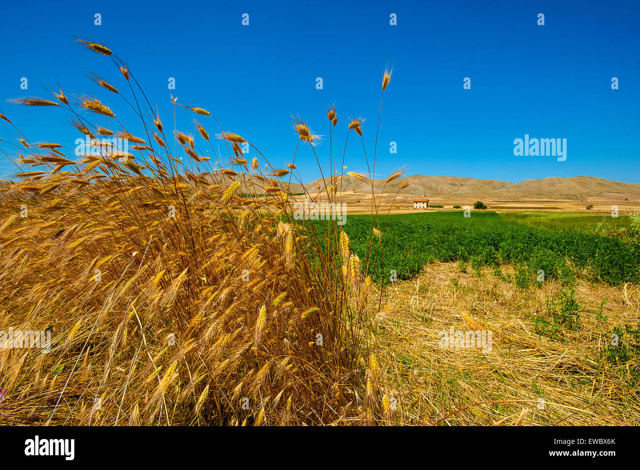 Italy Apulia Country in Province of Bari Stock Photo - Alamy