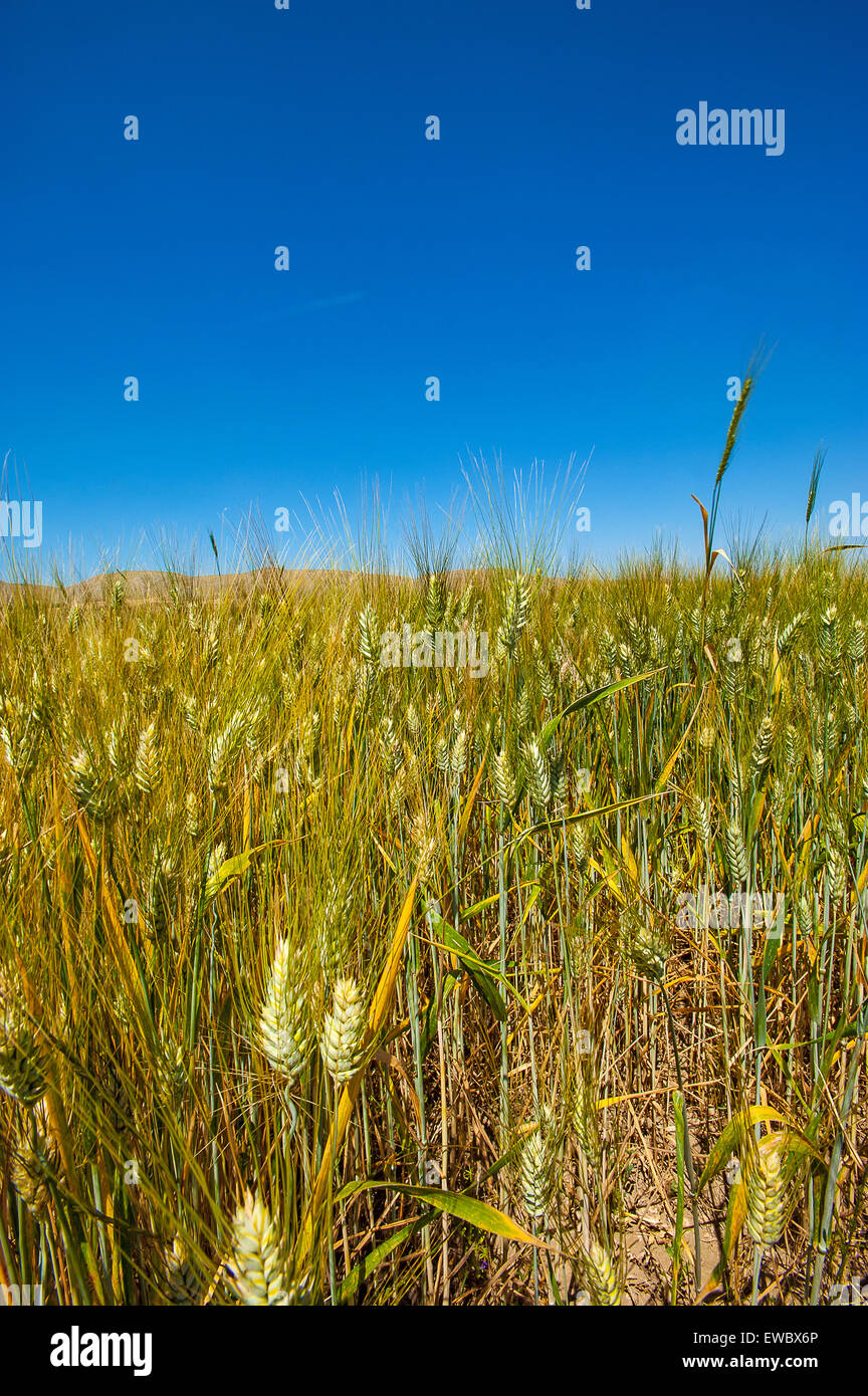Italy Apulia Country in Province of Bari Stock Photo - Alamy