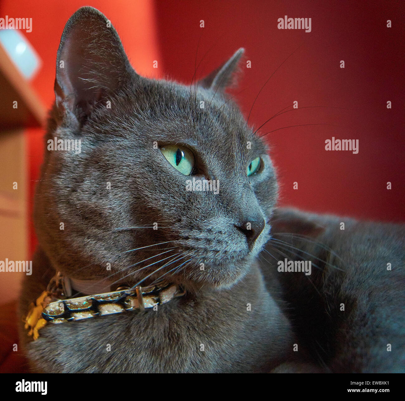 Russian blue cat Stock Photo - Alamy