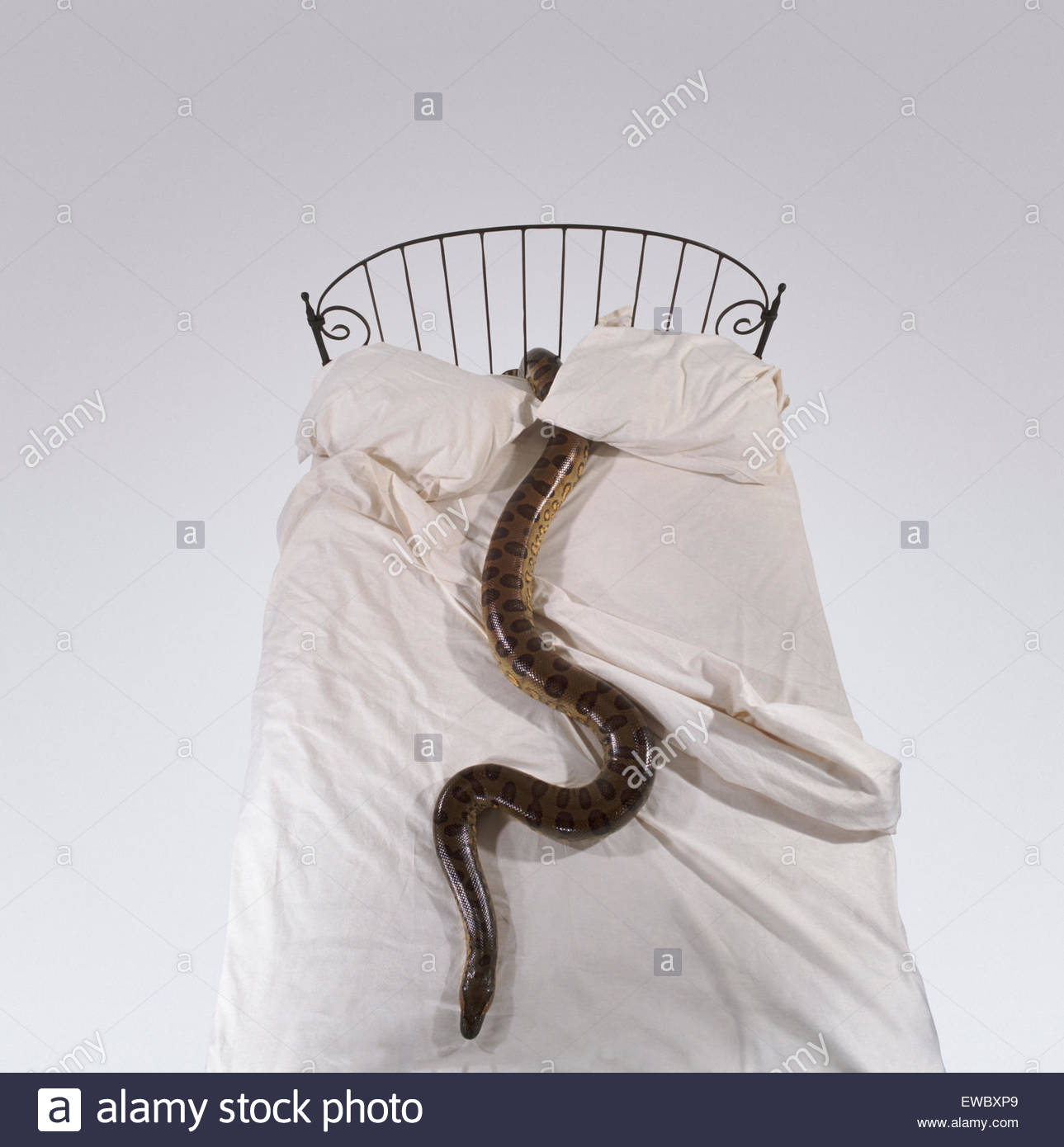 Snake Bed Stock Photos & Snake Bed Stock Images - Alamy